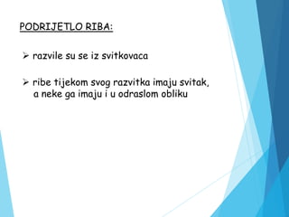 ribe.ppt