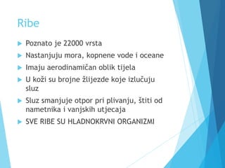 ribe.ppt