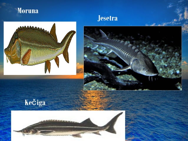 Ribe sa koštanim skeletom | PPT