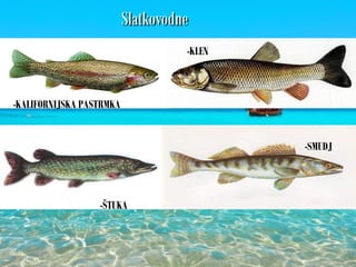 Ribe sa koštanim skeletom | PPT