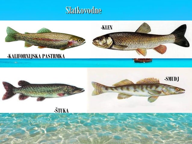 Ribe sa koštanim skeletom | PPT