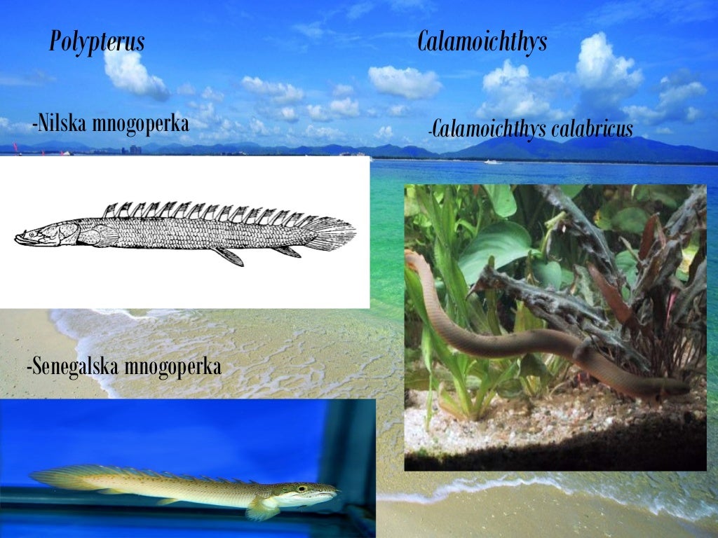 Ribe sa koštanim skeletom