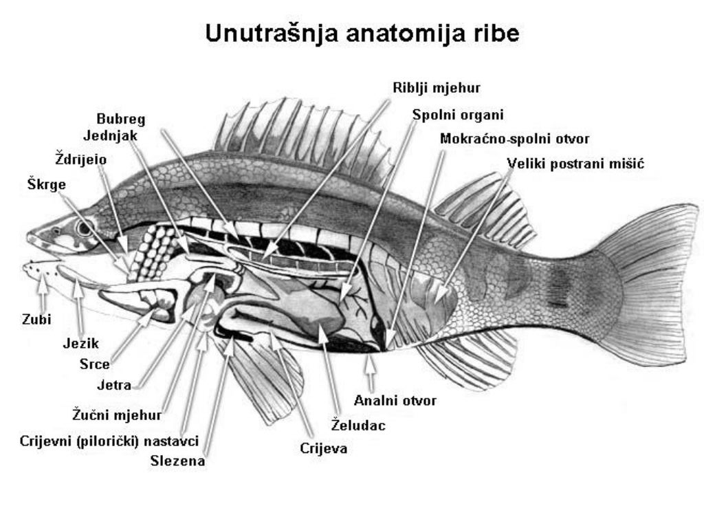 Ribe sa koštanim skeletom