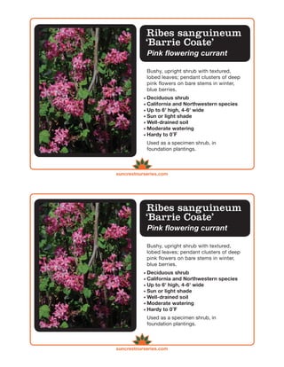 Ribes sanguineum 'barrie coate' label | PDF