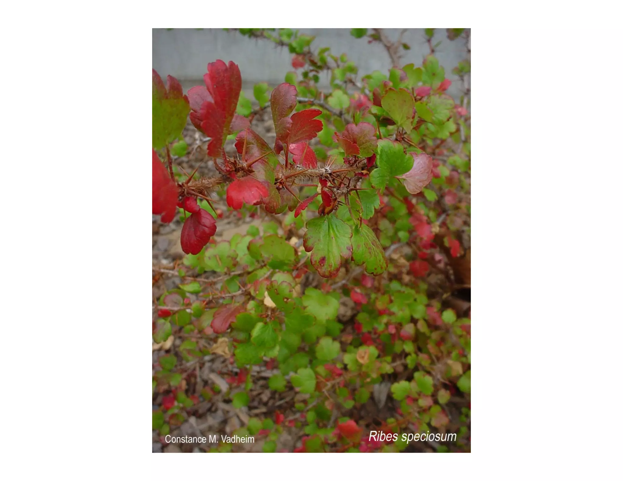 Ribes speciosum web show | PDF