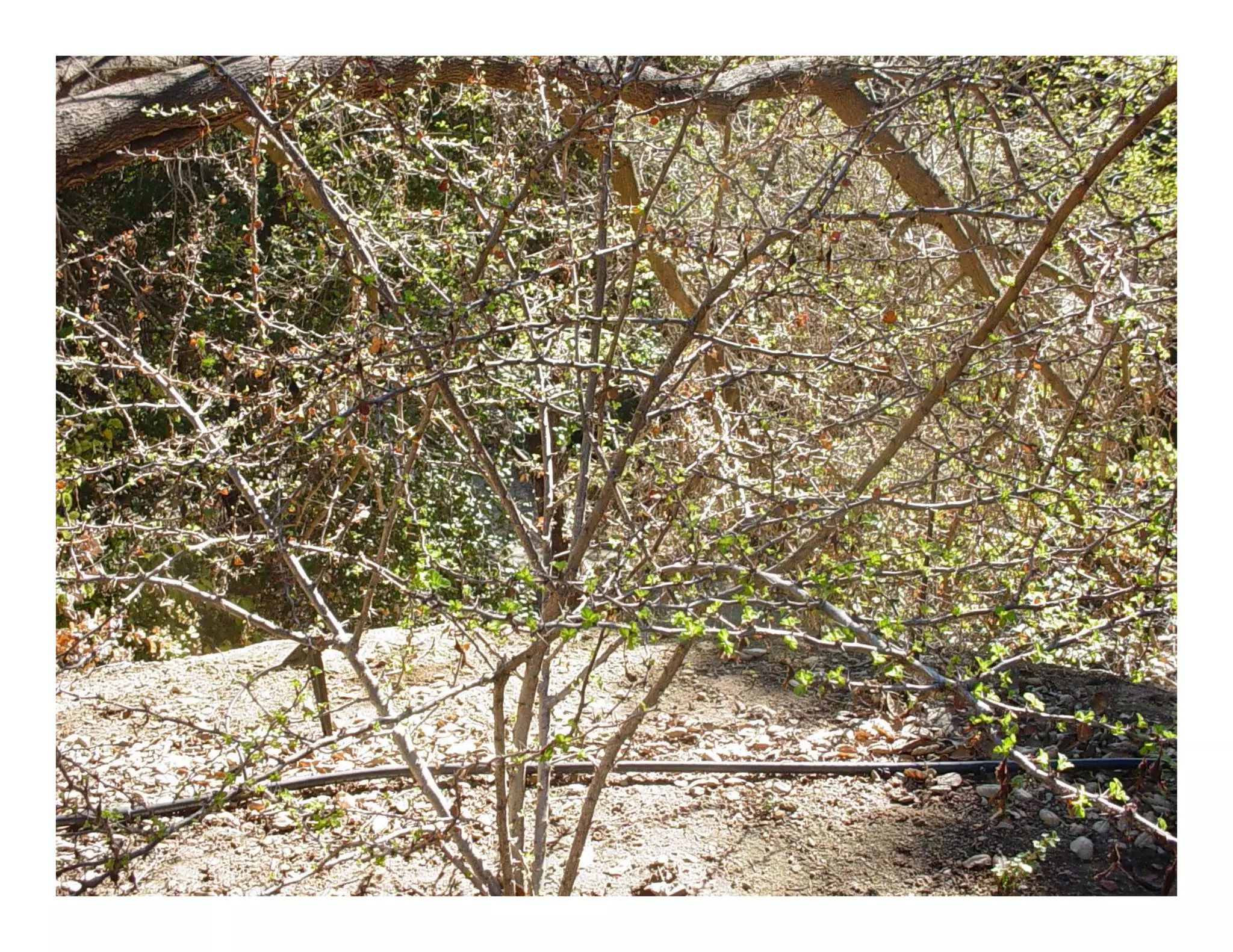 Ribes speciosum web show | PPT