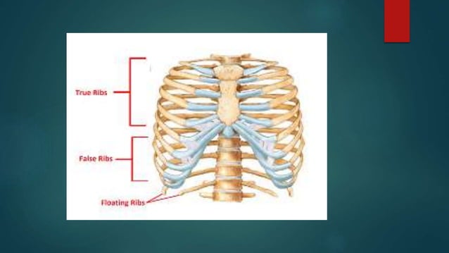 Rib Fractures, Flail Chest & Stove In Chest | PPTX