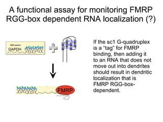 RNA and Dendritic Granules | PPT