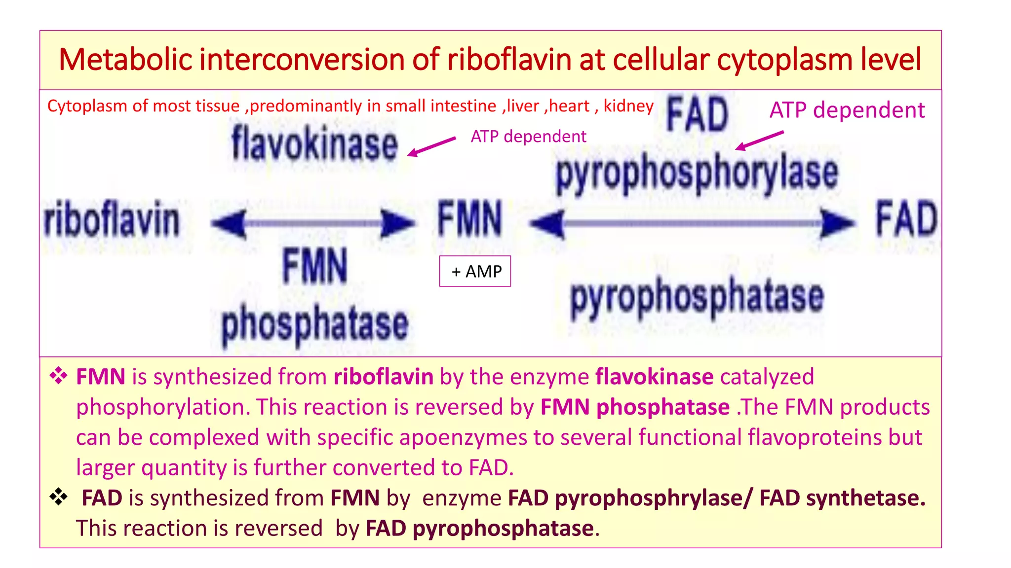 Riboflavin,flavoproteins and their clinical applications | PDF