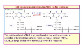 Riboflavin,flavoproteins and their clinical applications | PDF
