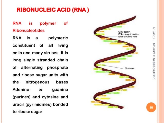 Ribonucleic acid
