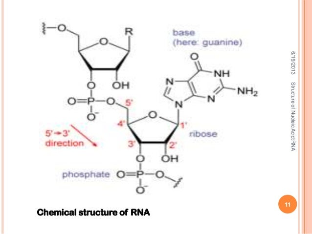 Ribonucleic acid