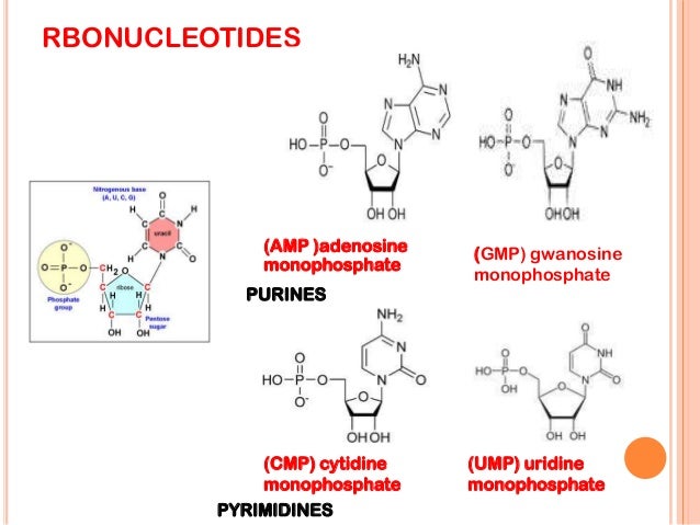 Ribonucleic acid