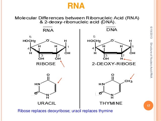 Ribonucleic acid