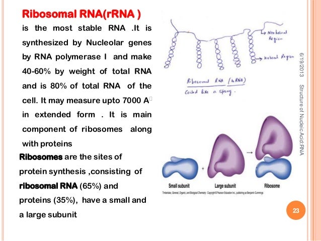 Ribonucleic acid