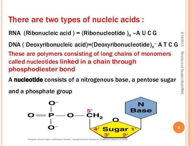 Ribonucleic acid