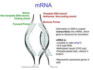 Ribonucleic acids molecular structures and functions.pptx