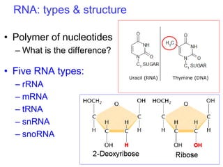 Ribonucleic acids molecular structures and functions.pptx