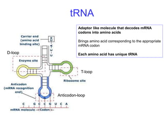 Ribonucleic acids molecular structures and functions.pptx