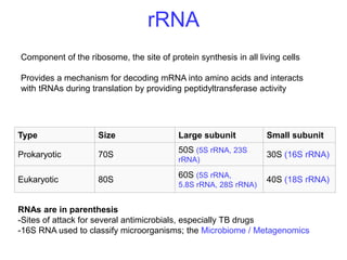 Ribonucleic acids molecular structures and functions.pptx