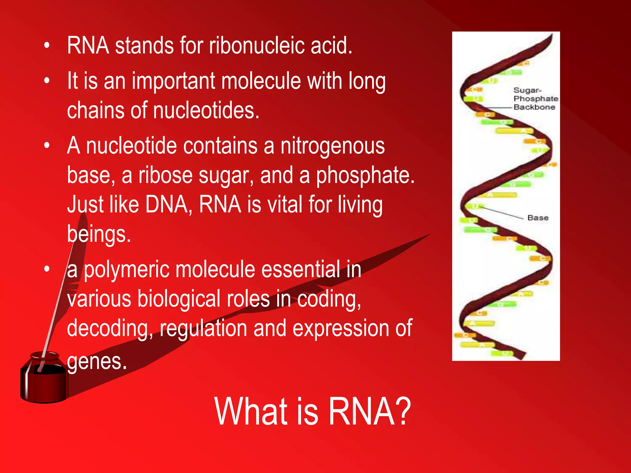 Ribonucleic acid or RNA | PPTX