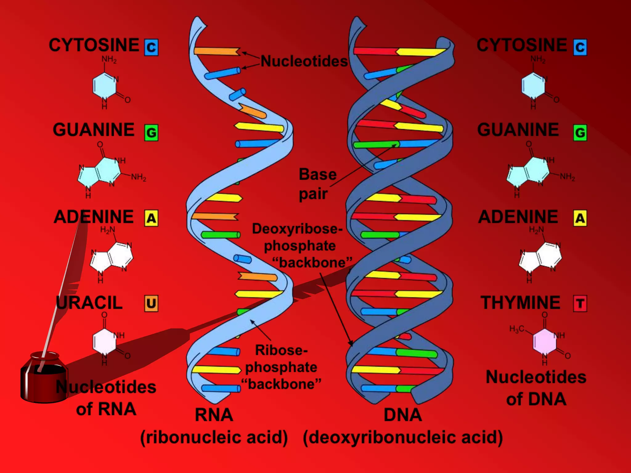 Ribonucleic acid or RNA | PPTX