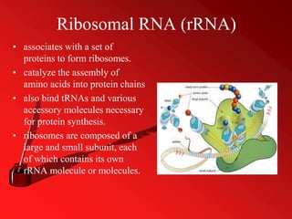 Ribonucleic acid or RNA | PPTX