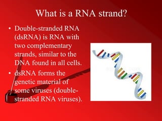 Ribonucleic acid or RNA | PPTX