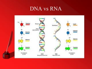 Rna Examples