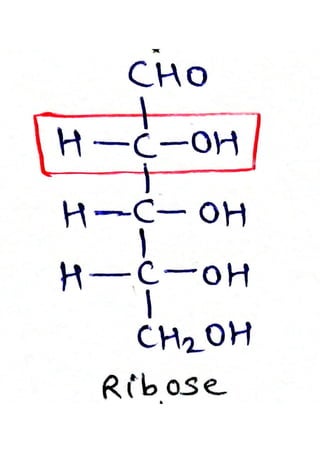 Ribose | PDF
