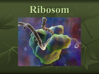 Ribosom | PPTX