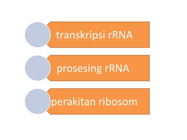 Ribosom..............................pptx