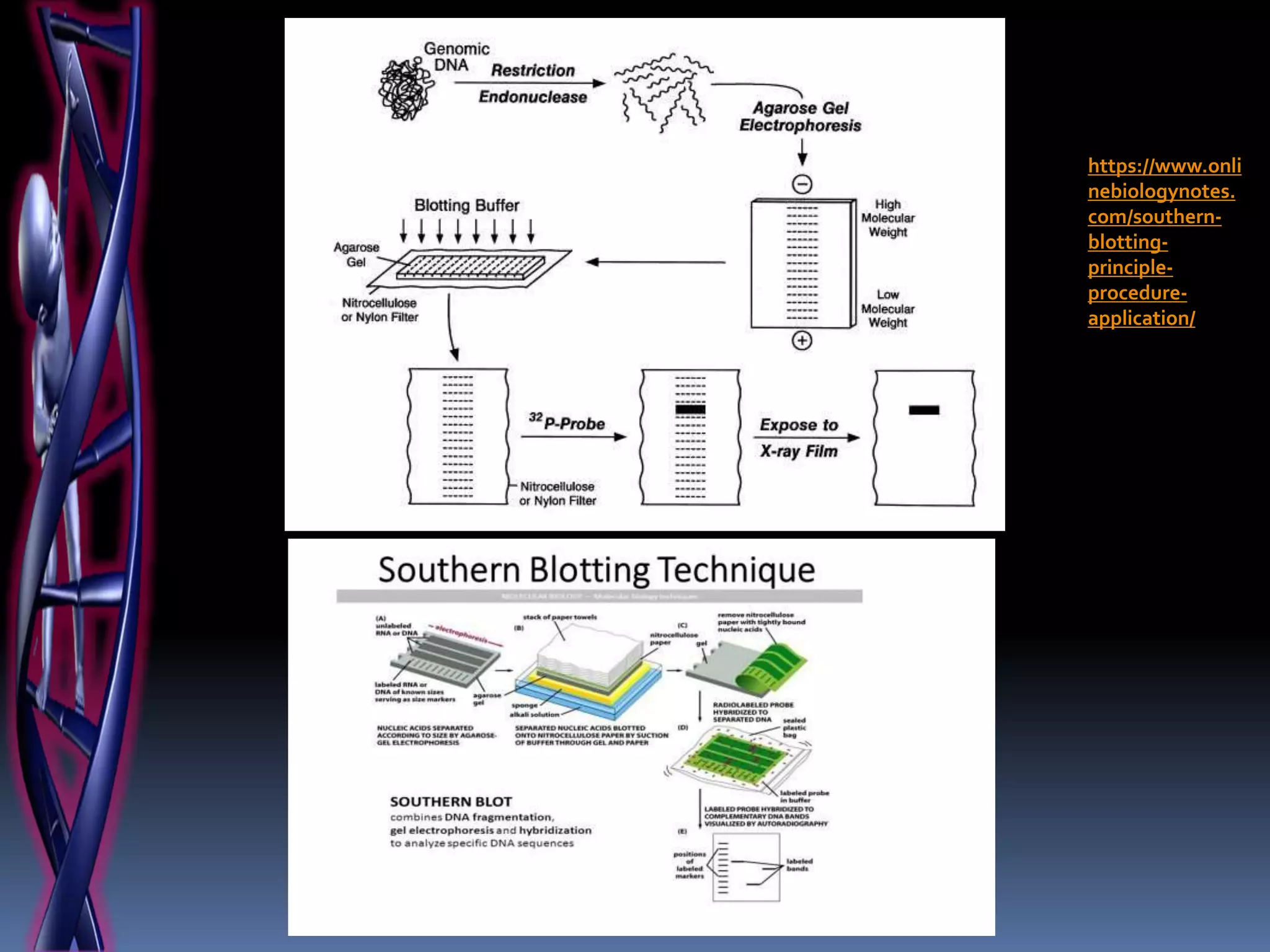 Ribosomal rna sequencing | PPTX