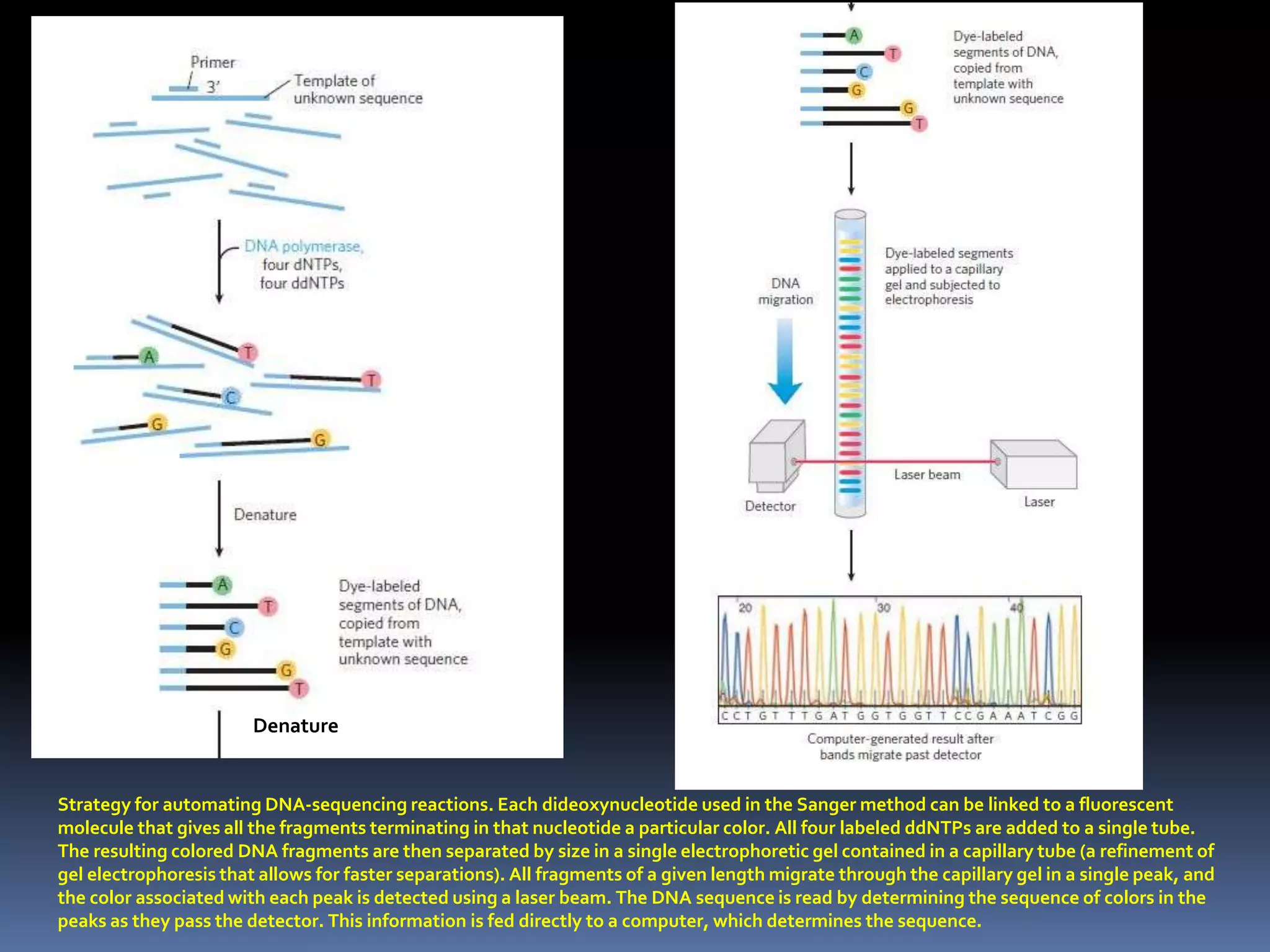 Ribosomal rna sequencing | PPTX