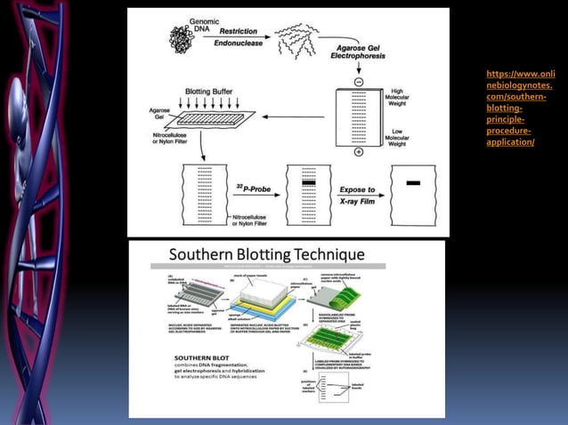 Ribosomal rna sequencing | PPTX | Biological Sciences | Science