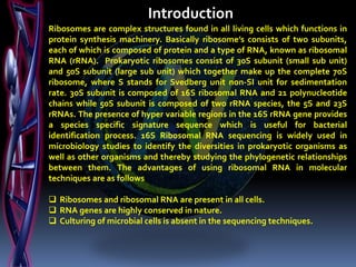 Ribosomal rna sequencing | PPTX | Biological Sciences | Science