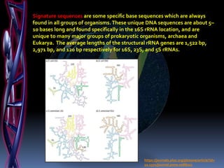 Ribosomal rna sequencing | PPTX | Biological Sciences | Science