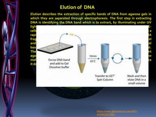 Ribosomal rna sequencing | PPTX | Biological Sciences | Science