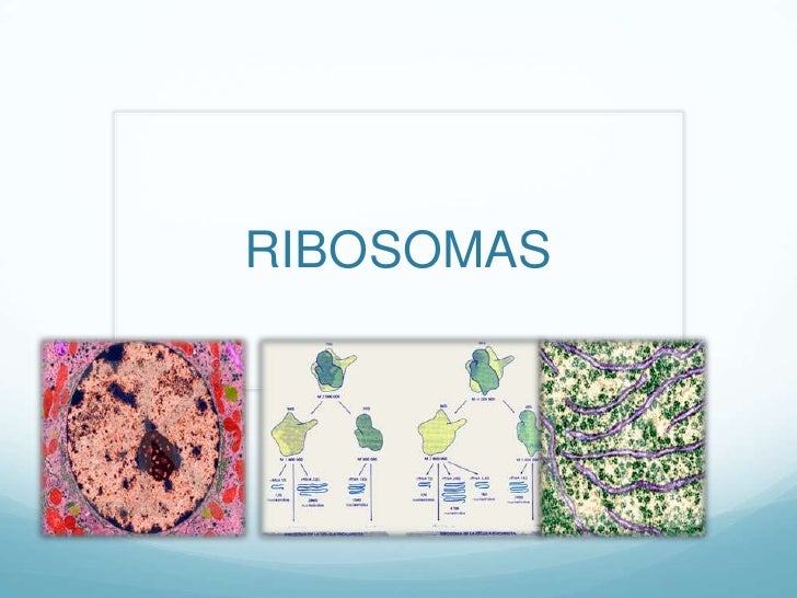 Ribosomas