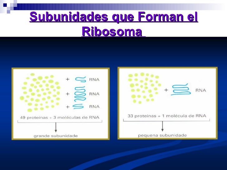 Ribosomas Que Es