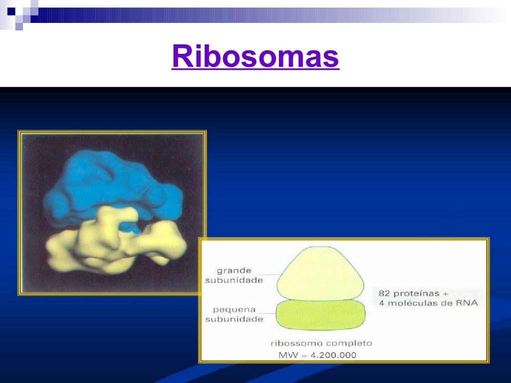 Ribosomas