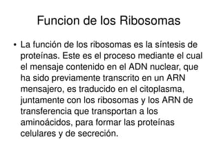 Ribosomas