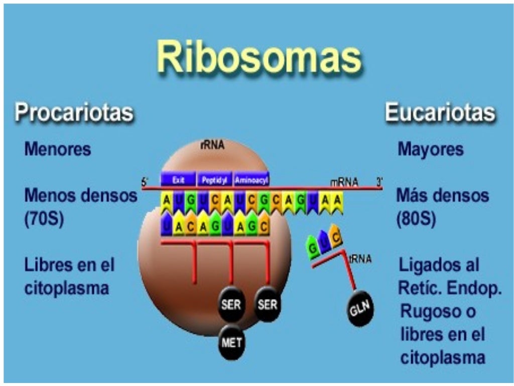 Ribosomas