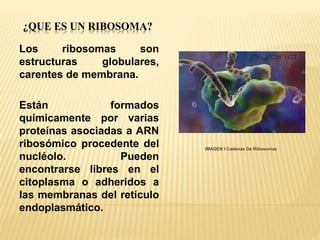 Que Son Los Ribosomas