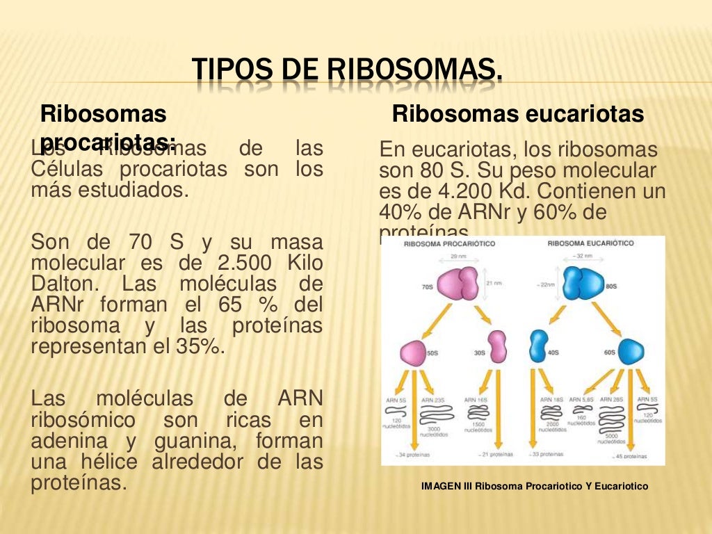 Ribosomas