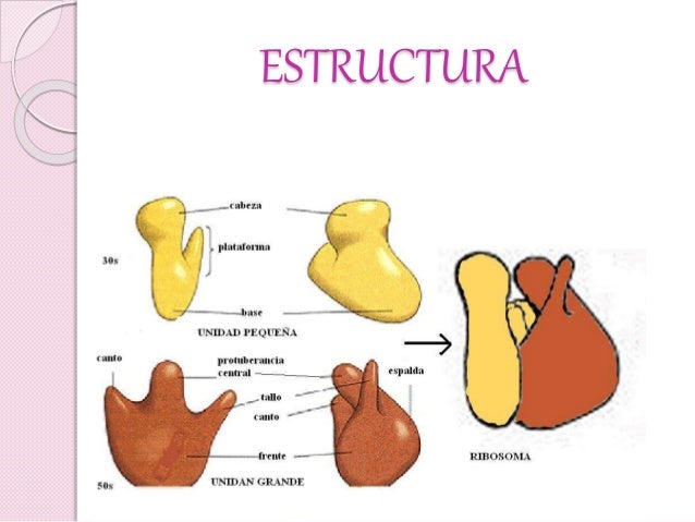 Ribosomas Estructura