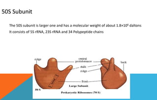 Ribosome | PPTX