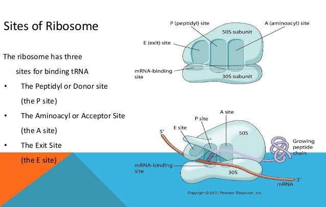 Ribosome