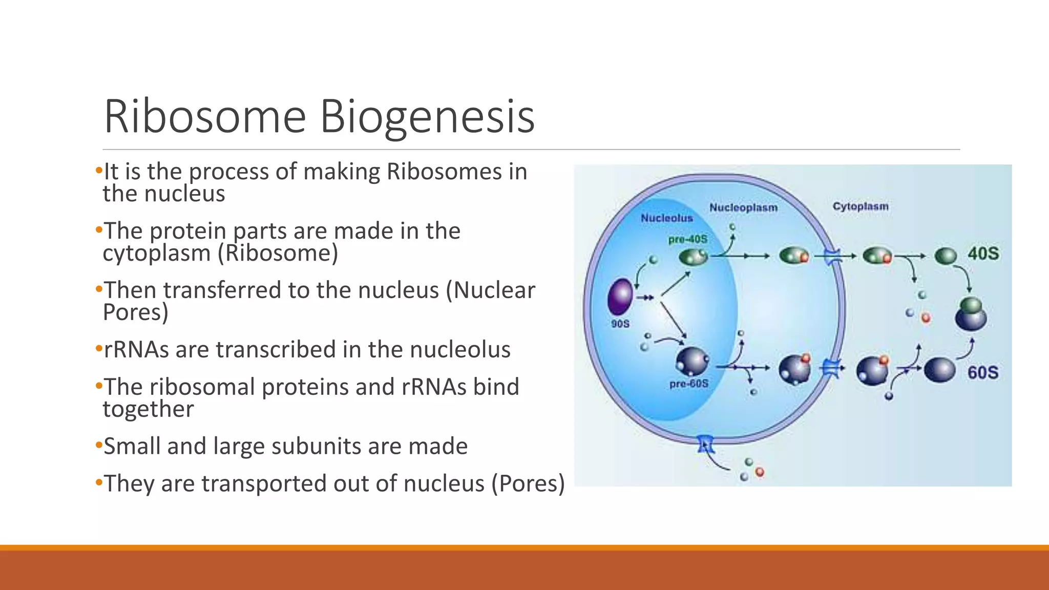 Ribosome Ppt Introduction Structure And Function Ppt