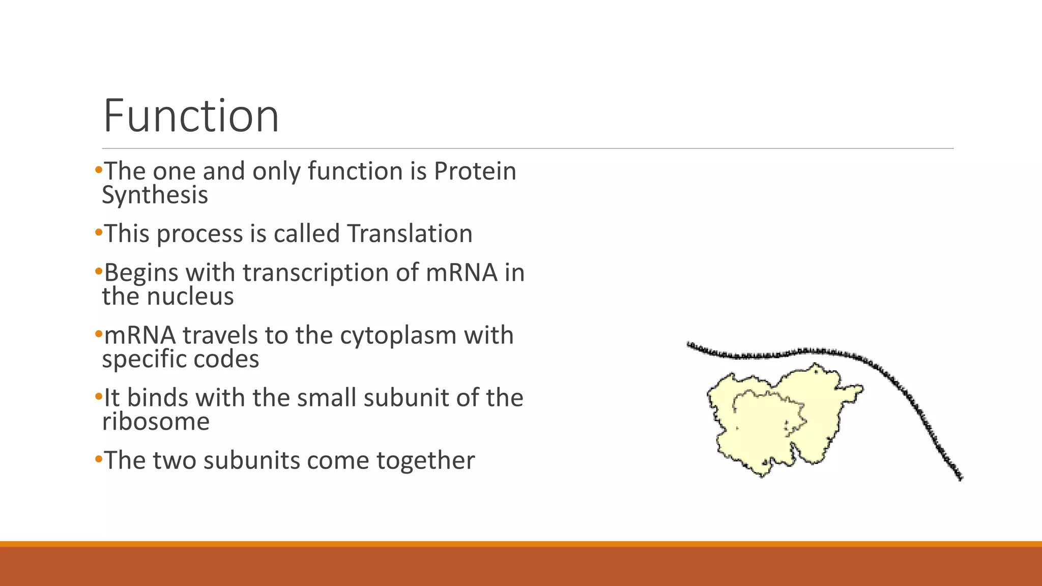 Ribosome Ppt Introduction Structure And Function Ppt